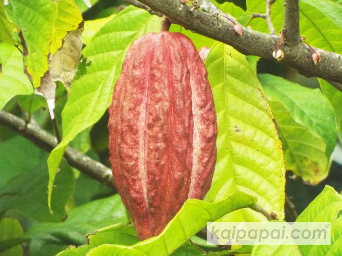 4- FRUITS, PLANTS & TASTEBUDS_4-2- FRUITS & PLANTS_4-2-1- Kaï Papaï's ...