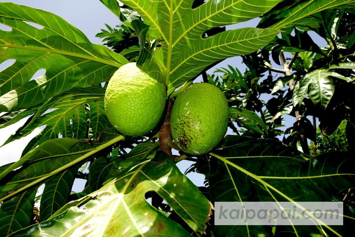 4- FRUITS, PLANTS & TASTEBUDS_4-2- FRUITS & PLANTS_4-2-1- Kaï Papaï's ...